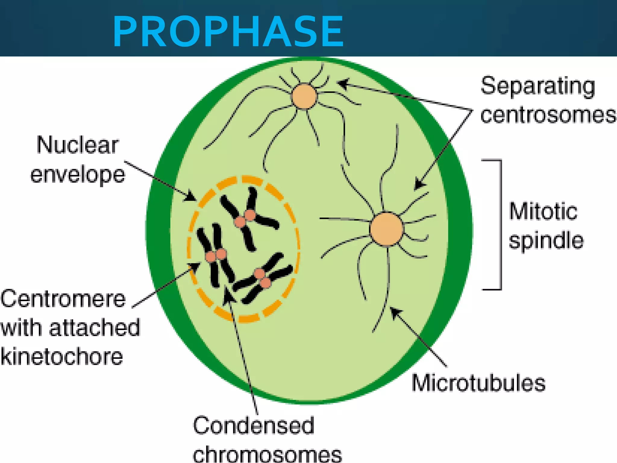 MITOSIS: LIFE SCIENCES FOR GRADE 10`S | PPTX