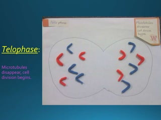 MITOSIS: LIFE SCIENCES FOR GRADE 10`S | PPTX