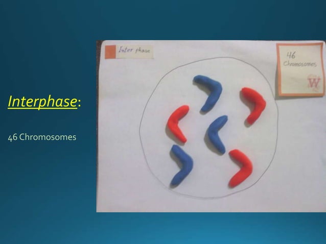MITOSIS: LIFE SCIENCES FOR GRADE 10`S | PPTX | Biological Sciences ...