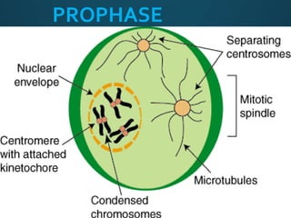 MITOSIS: LIFE SCIENCES FOR GRADE 10`S | PPTX