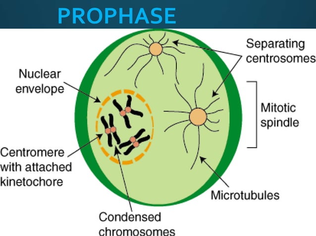 MITOSIS: LIFE SCIENCES FOR GRADE 10`S | PPTX | Biological Sciences ...