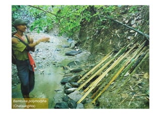 Mapping a full cycle of swidden cultivation in the mountains of Myanmar ...