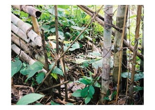 Mapping a full cycle of swidden cultivation in the mountains of Myanmar ...