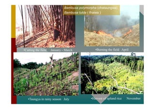 Mapping a full cycle of swidden cultivation in the mountains of Myanmar ...