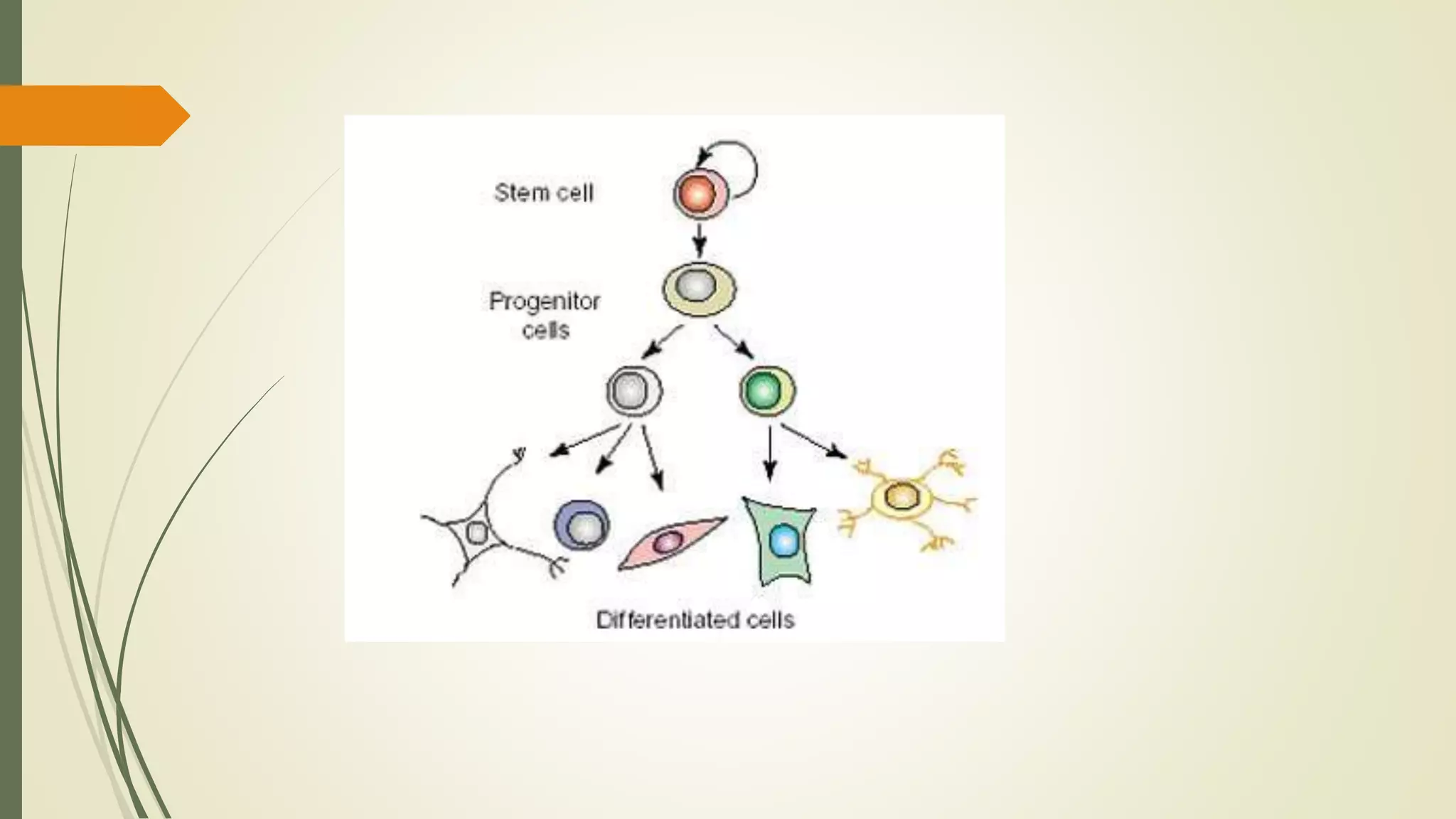 Progenitor cells. muskan | PPTX