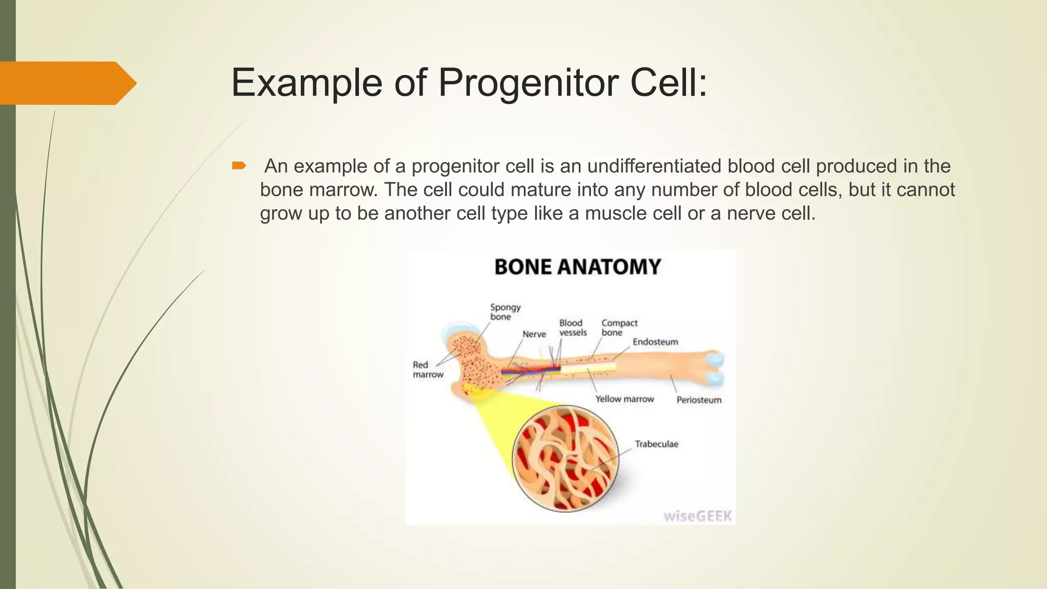Progenitor cells. muskan | PPTX