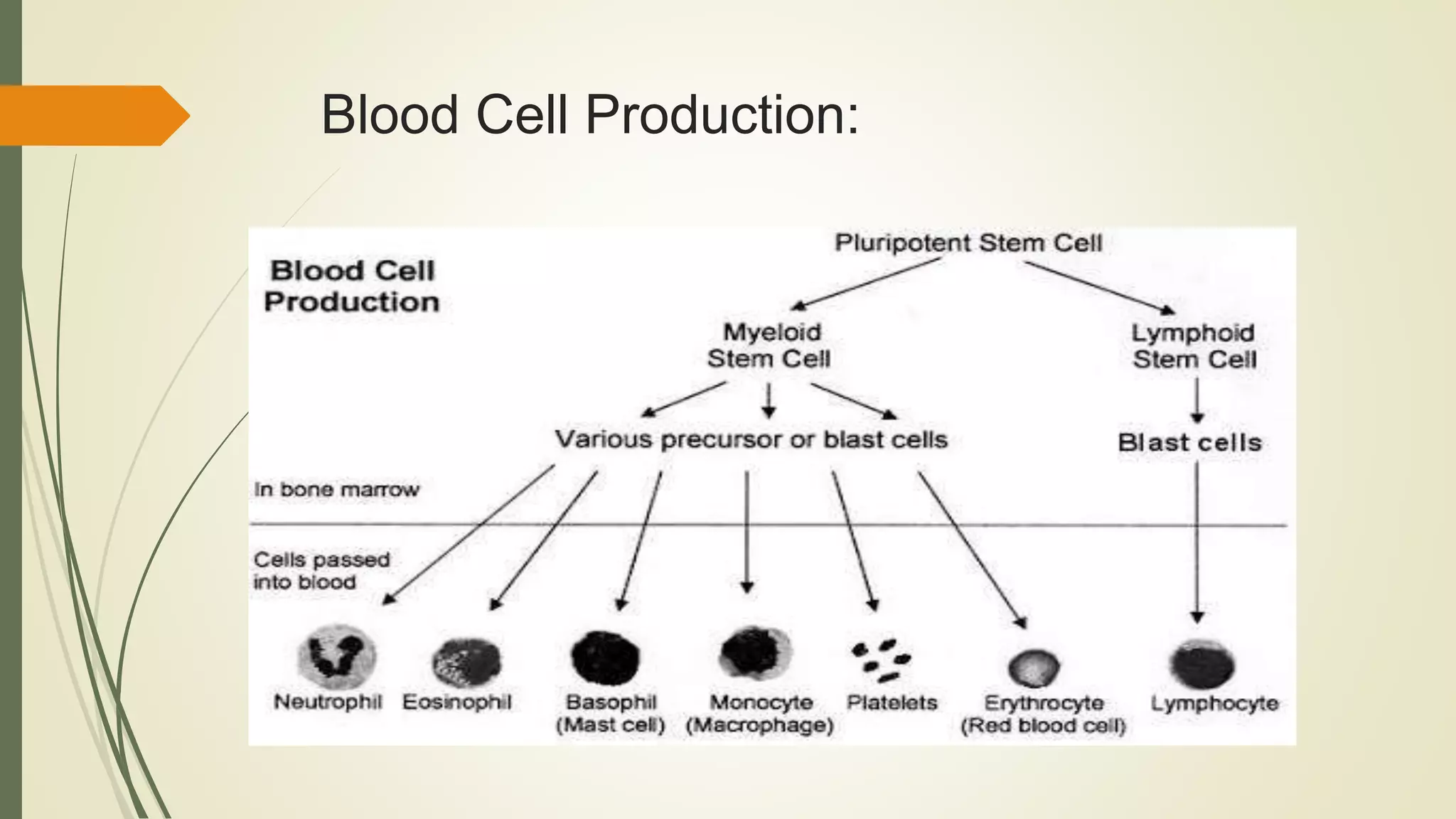 Progenitor cells. muskan | PPTX