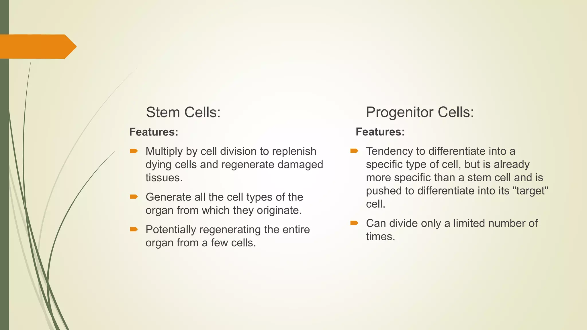 Progenitor cells. muskan | PPTX