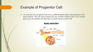 Progenitor cells. muskan | PPTX