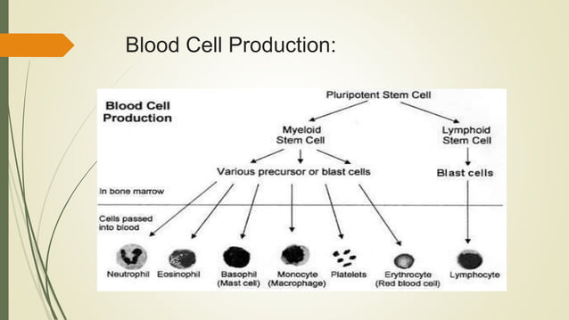 Progenitor cells. muskan | PPTX