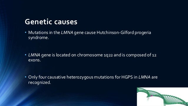 Lmna Mutation Progeria