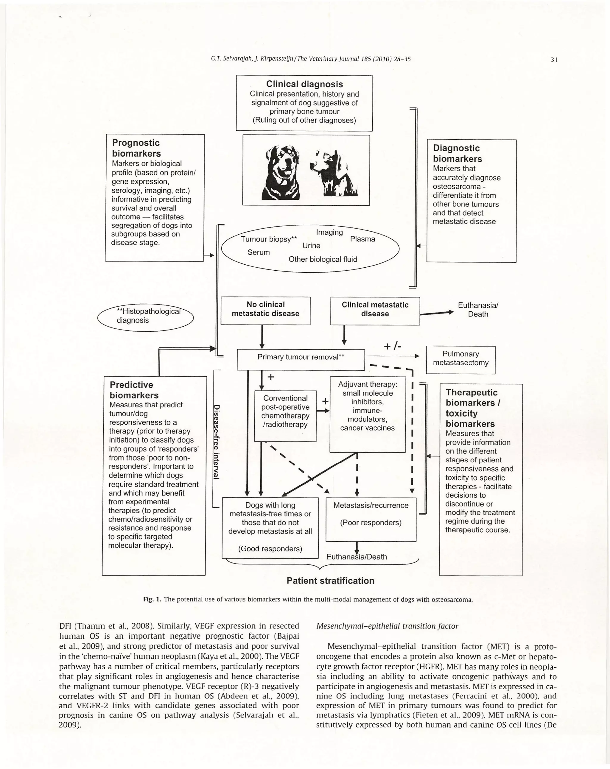 prognostic and predictive biomarkers of canine osteosarcoma | PDF ...