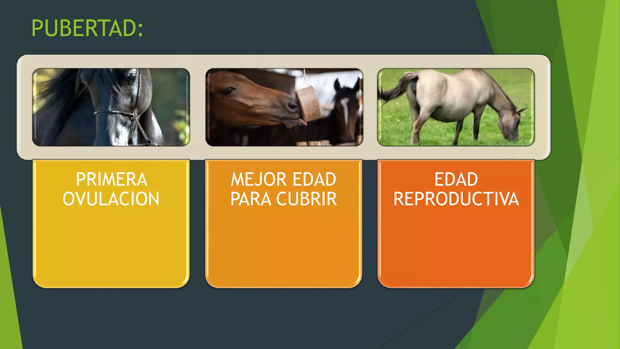 Programa de alimentación, sanidad y reproducción en equinos | PPTX