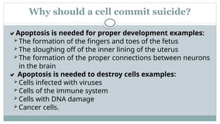 programm cell death for medical students.pptx