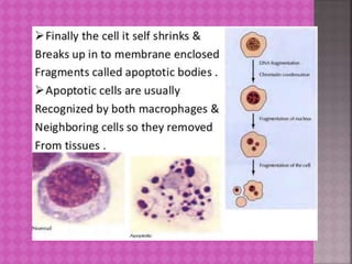 Programmed cell death | PPT