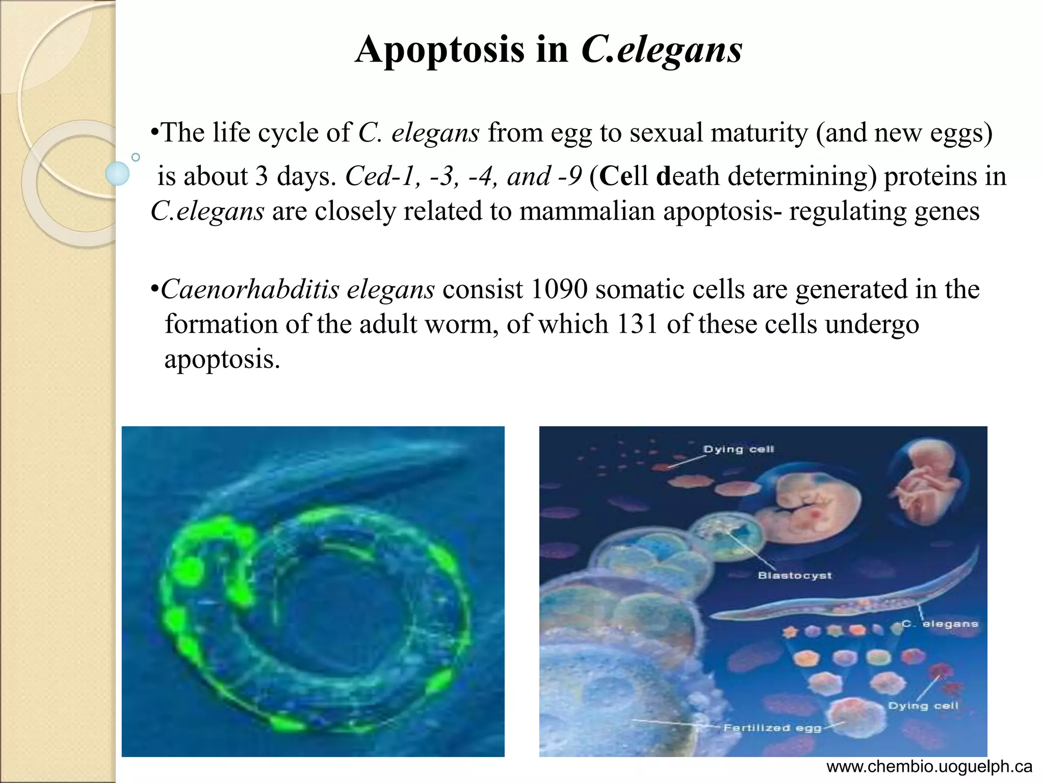 Programmed cell death | PPT
