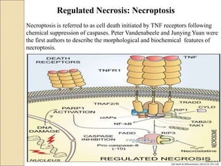 Programmed cell death | PPT