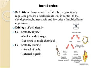 Programmed cell death | PPT