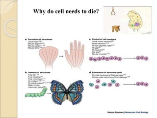 Programmed cell death | PPT