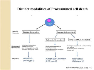 Programmed cell death | PPT | Biological Sciences | Science