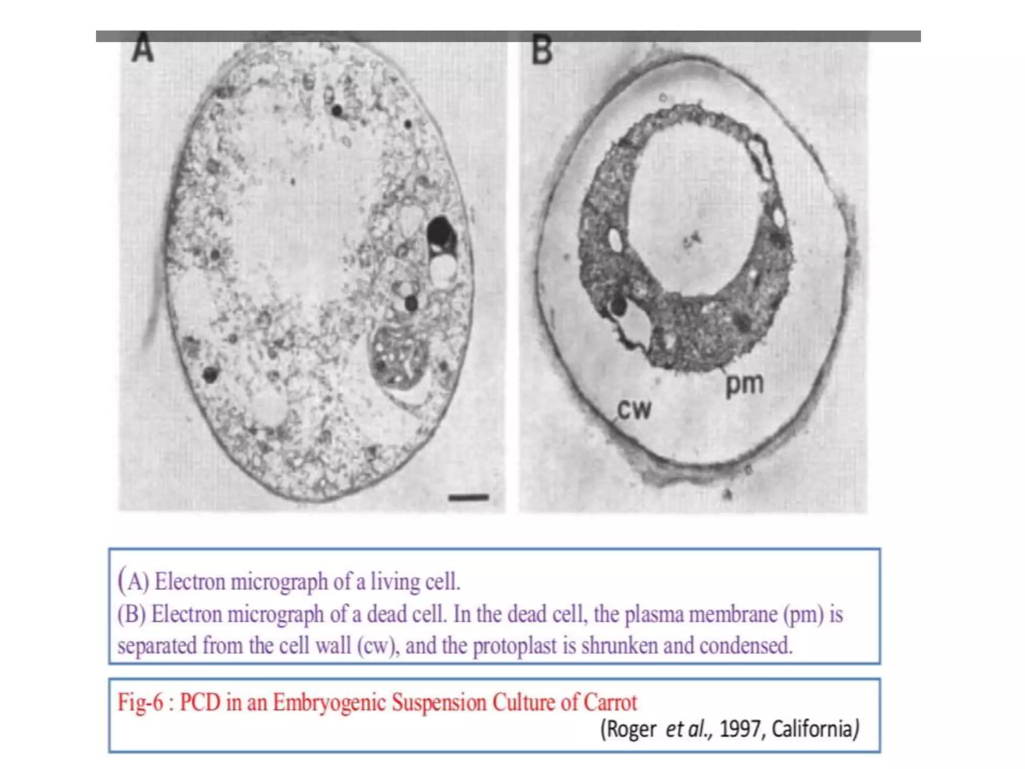 Programmed cell death_in_development_and_defence | PPTX