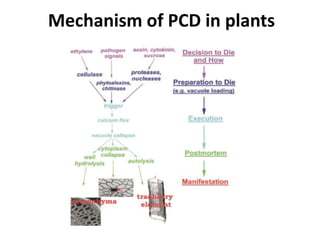 Programmed cell death_in_development_and_defence | PPTX