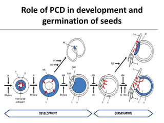 Programmed cell death_in_development_and_defence | PPTX