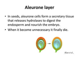 Programmed cell death_in_development_and_defence | PPTX