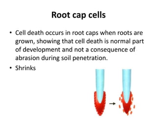 Programmed cell death_in_development_and_defence | PPTX