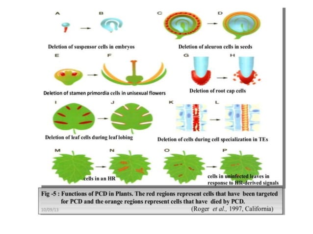 Programmed cell death_in_development_and_defence | PPTX