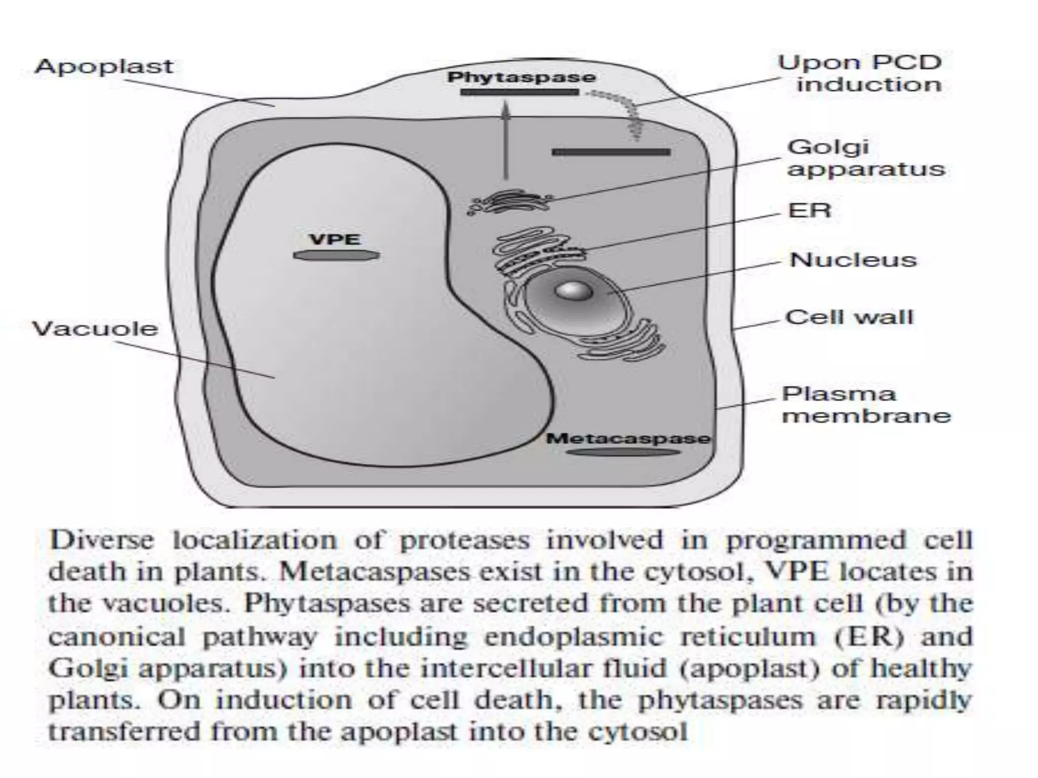 Programmed cell death (pcd) | PPTX | Biological Sciences | Science