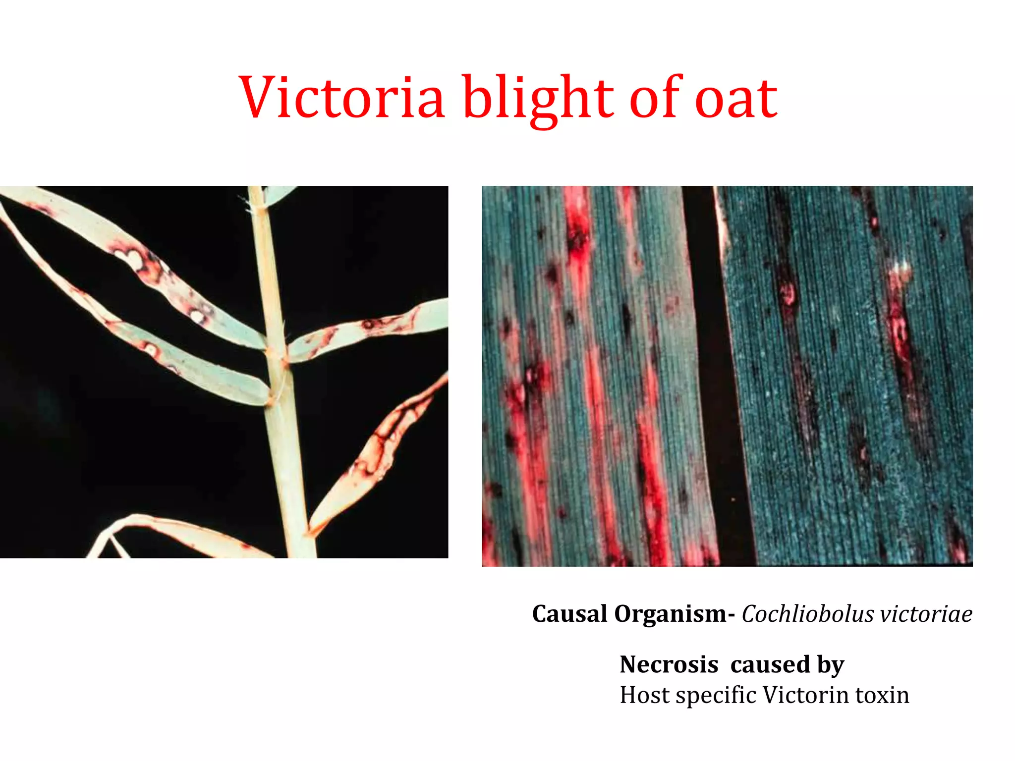 Programmed cell death (pcd) | PPTX