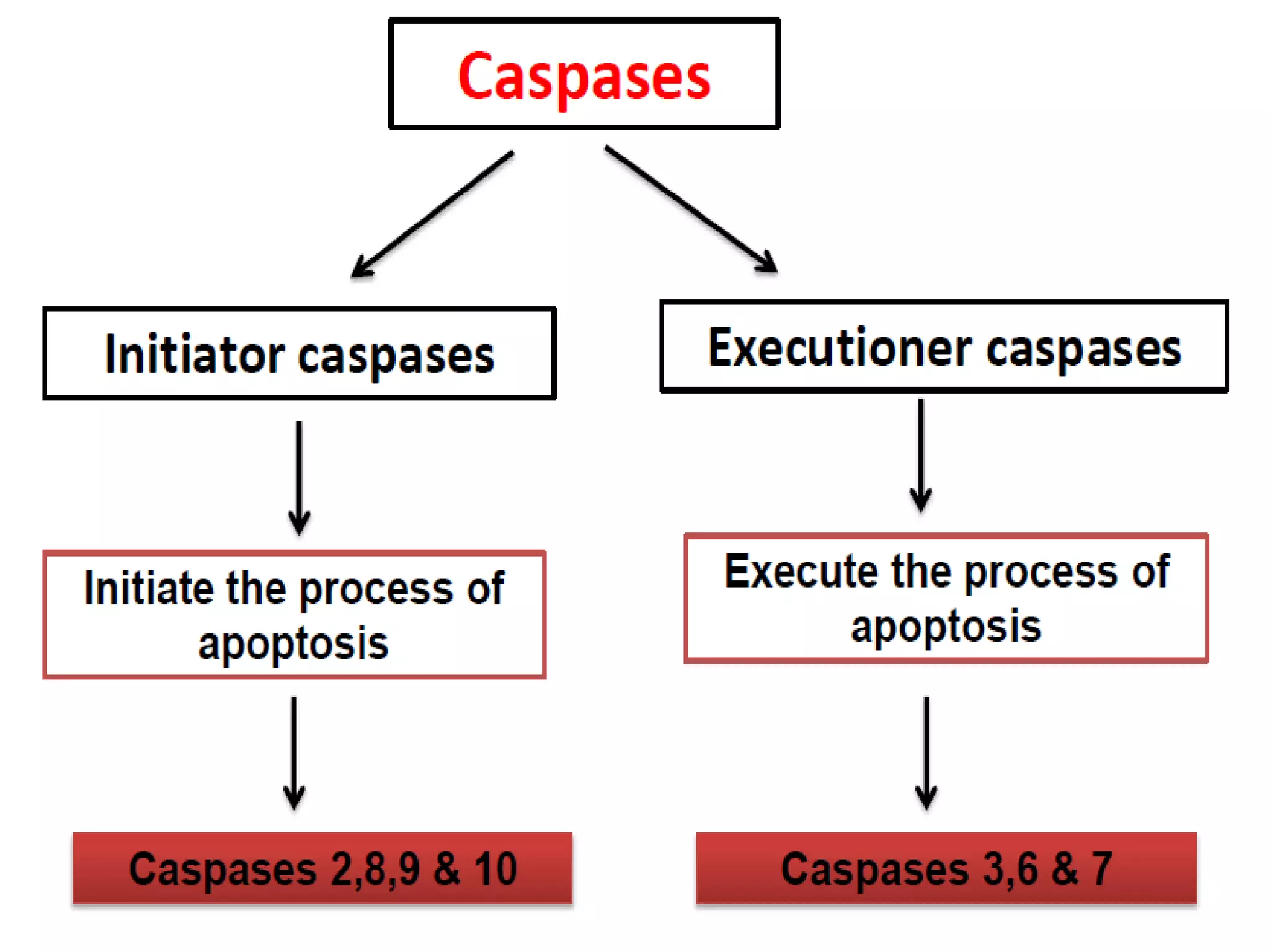Programmed cell death (pcd) | PPTX
