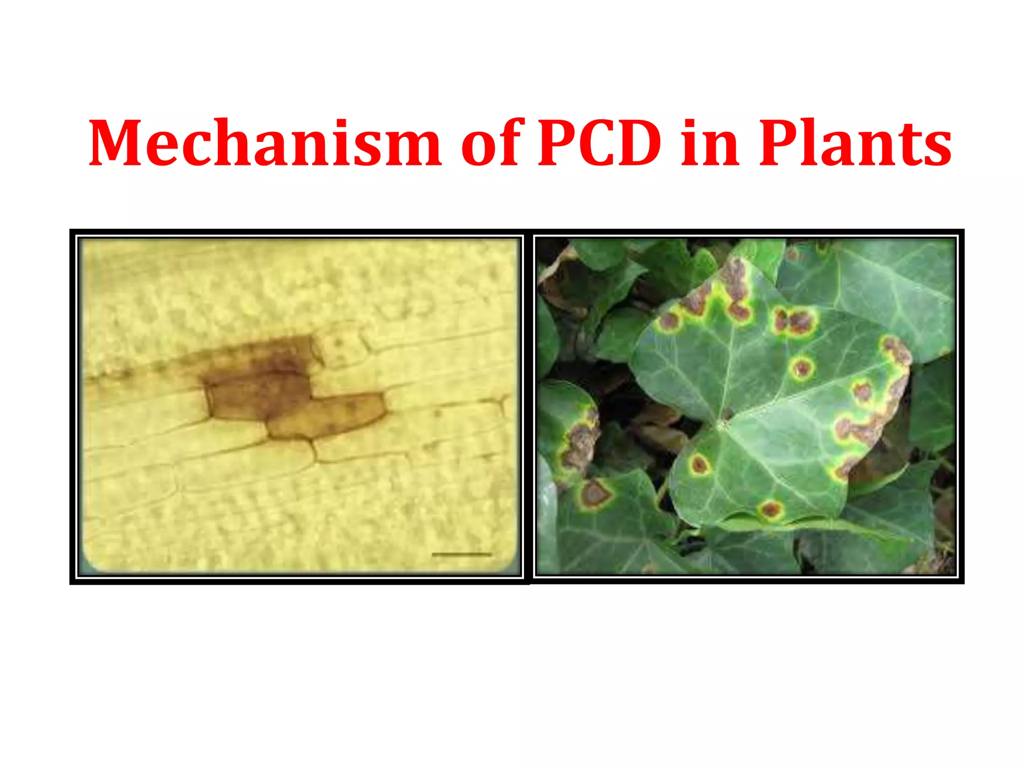 Programmed cell death (pcd) | PPTX