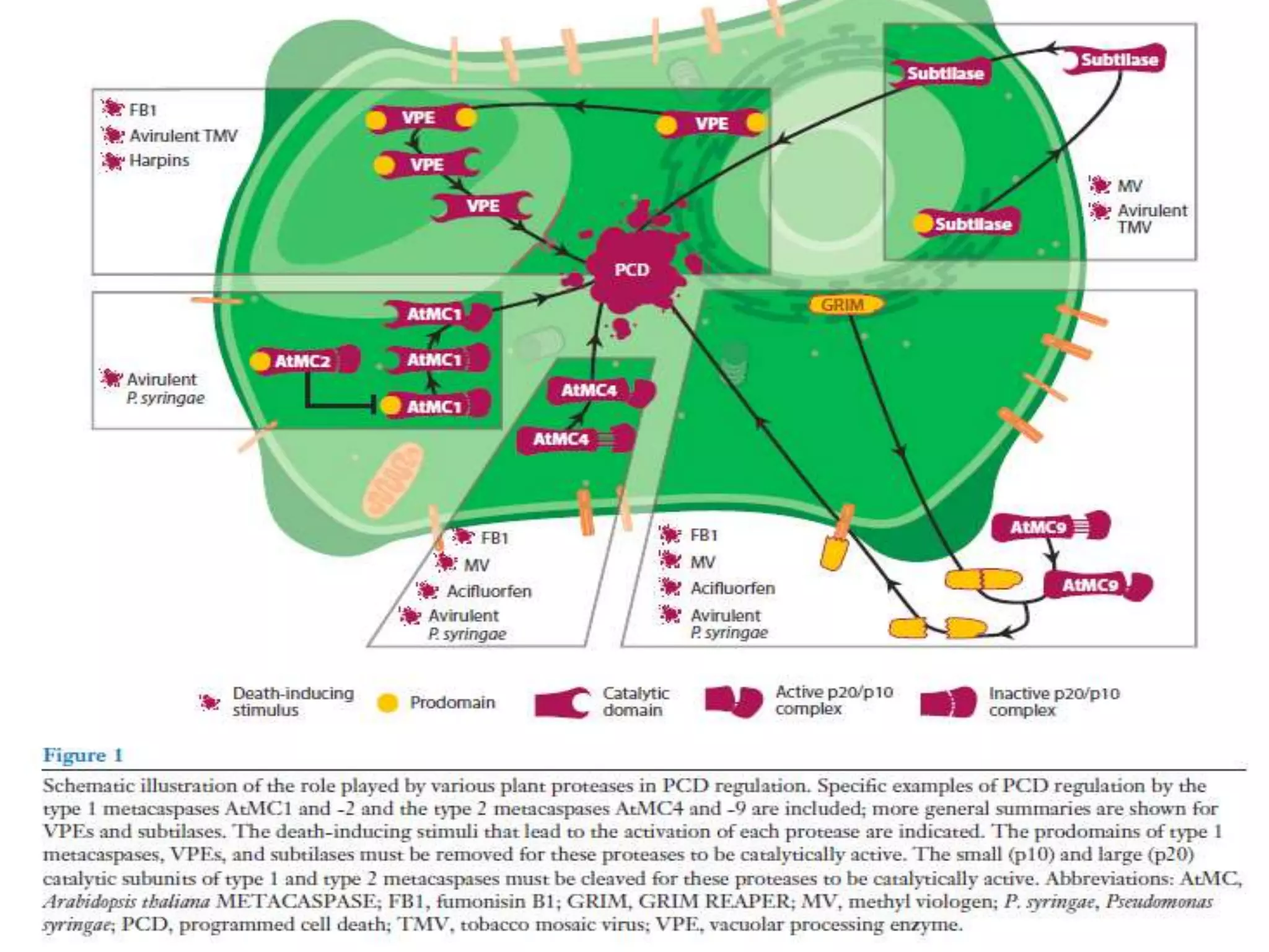 Programmed cell death (pcd) | PPTX | Biological Sciences | Science
