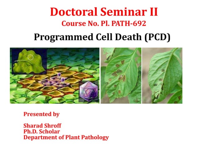 Programmed cell death (pcd) | PPTX | Biological Sciences | Science