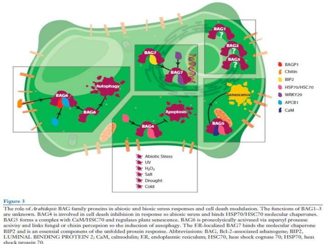 Programmed cell death (pcd) | PPTX | Biological Sciences | Science