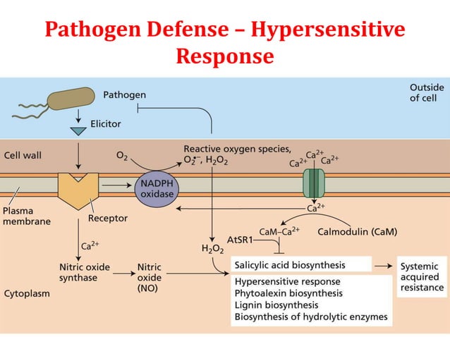 Programmed cell death (pcd) | PPTX | Biological Sciences | Science