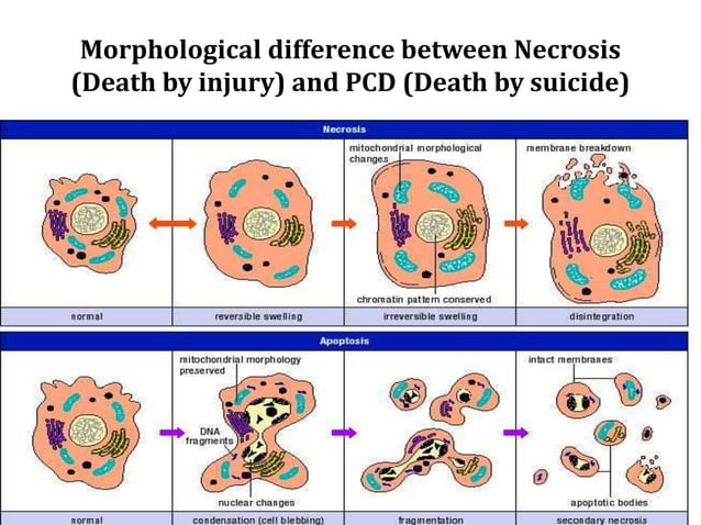 Programmed cell death (pcd) | PPTX | Biological Sciences | Science