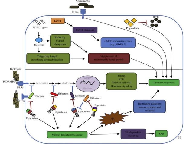 Programmed cell death (pcd) | PPTX | Biological Sciences | Science