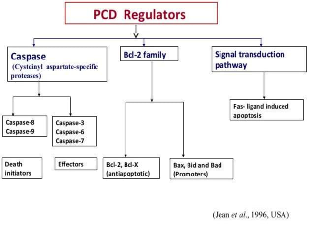 Programmed cell death (pcd) | PPTX | Biological Sciences | Science