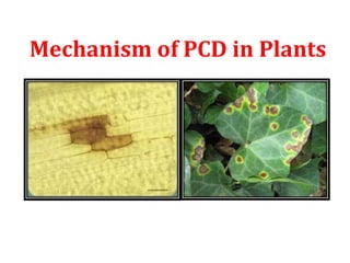 Programmed cell death (pcd) | PPTX