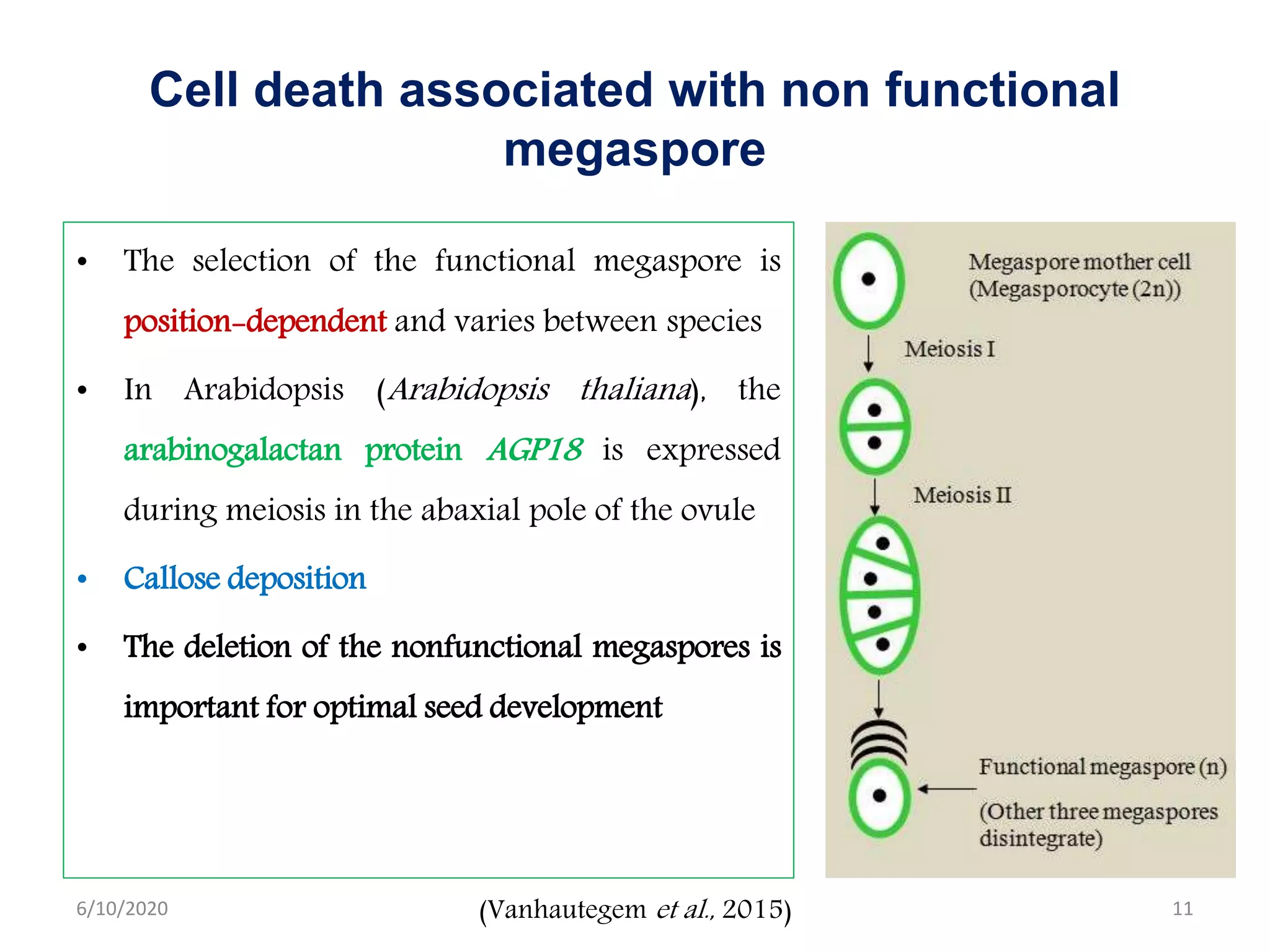 Programmed cell death (pcd) in plants | PPTX