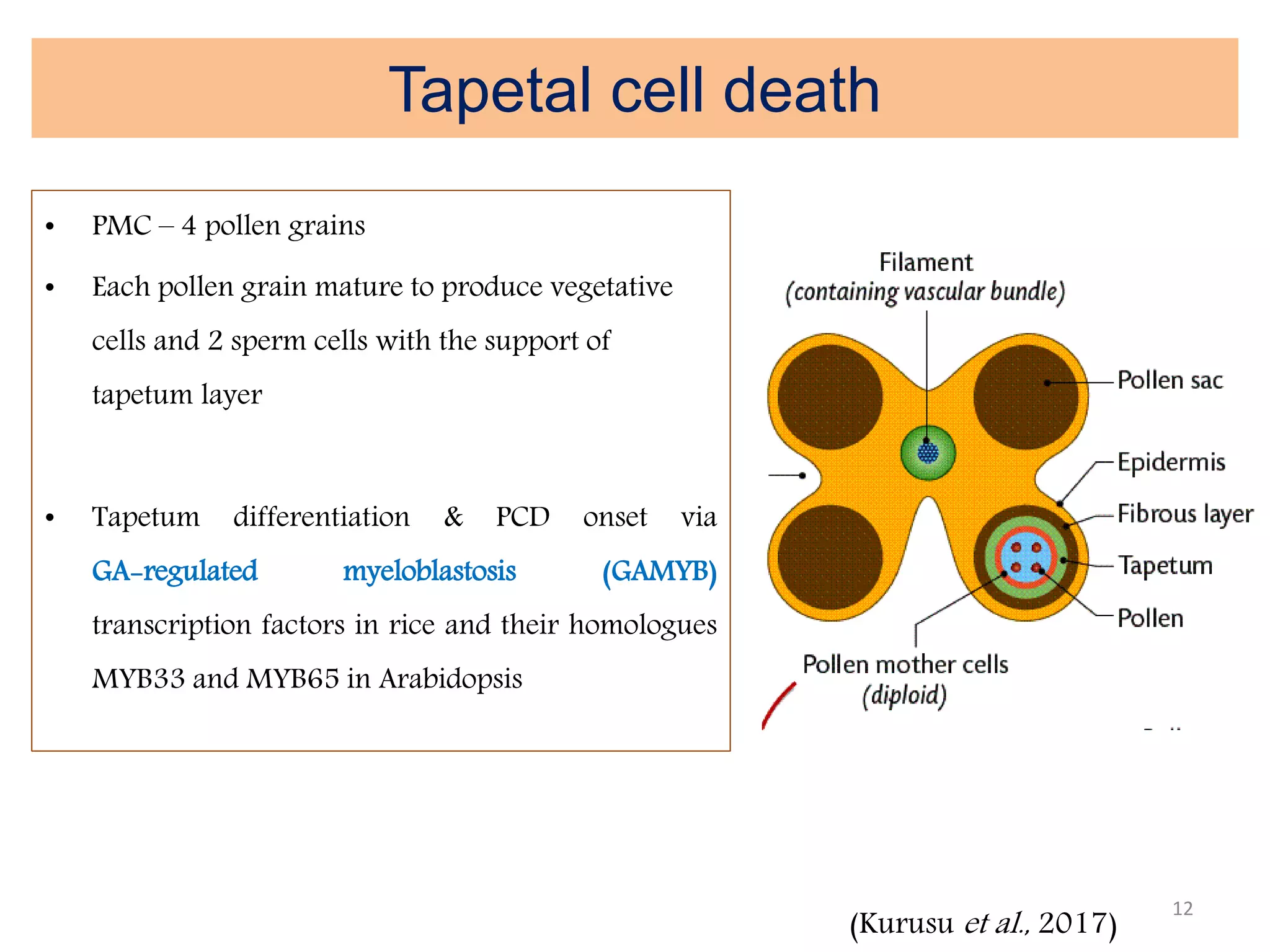 Programmed cell death (pcd) in plants | PPT