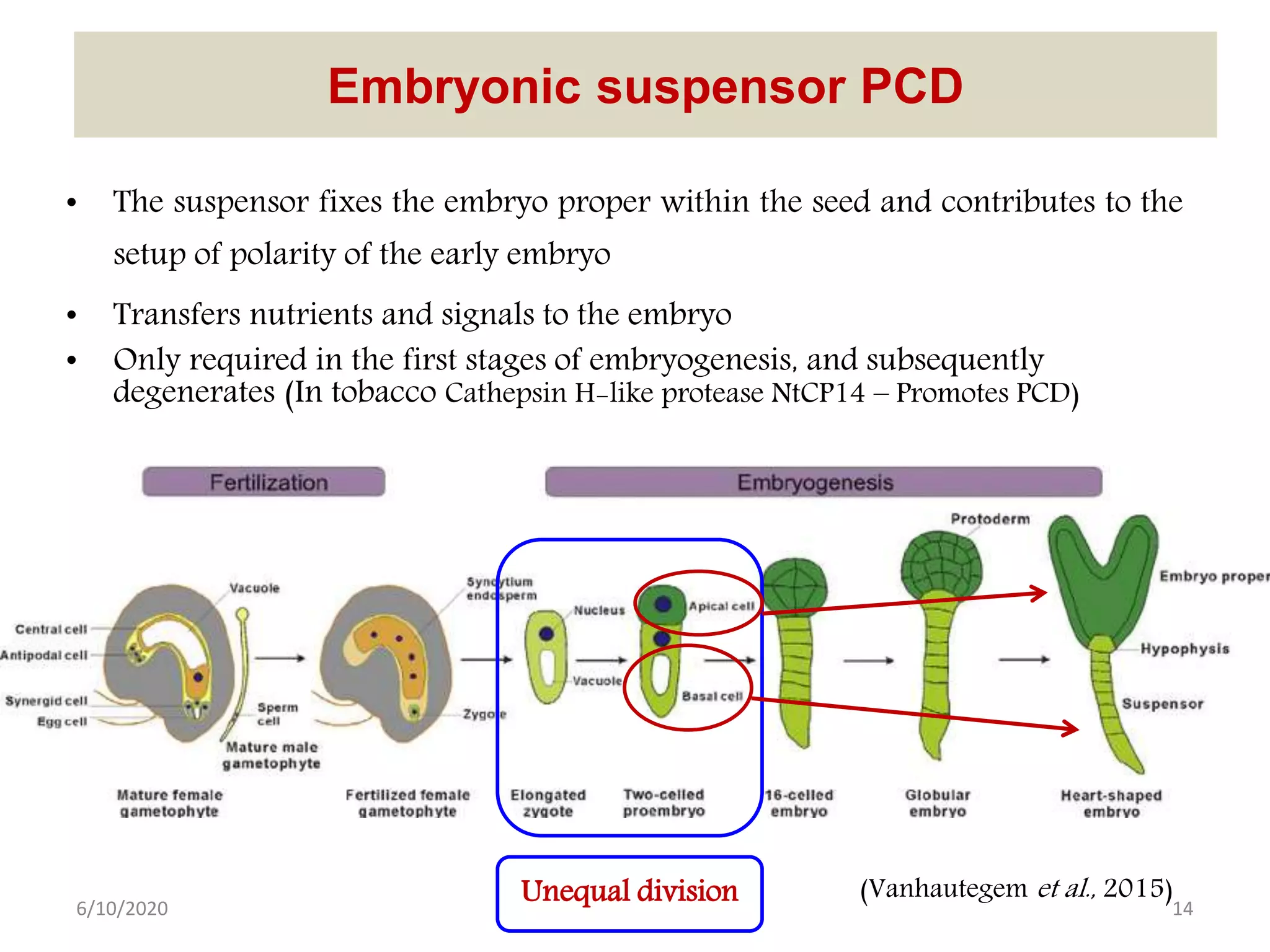 Programmed cell death (pcd) in plants | PPTX