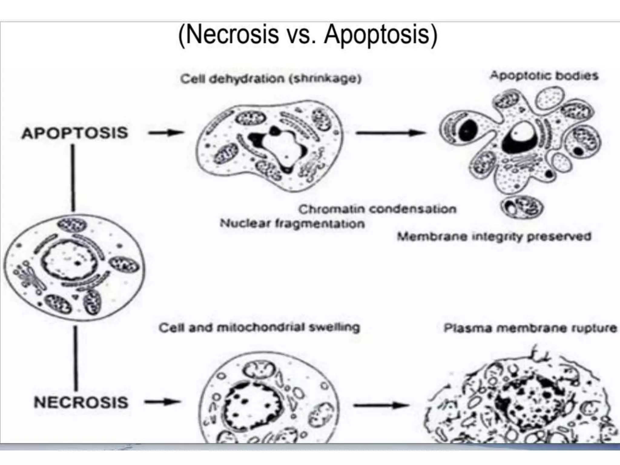 Programmed cell death (pcd) in plants | PPTX