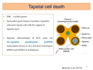 Programmed cell death (pcd) in plants | PPTX