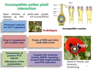 Programmed cell death (pcd) in plants | PPTX