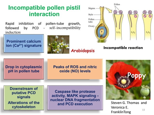 Programmed cell death (pcd) in plants | PPTX