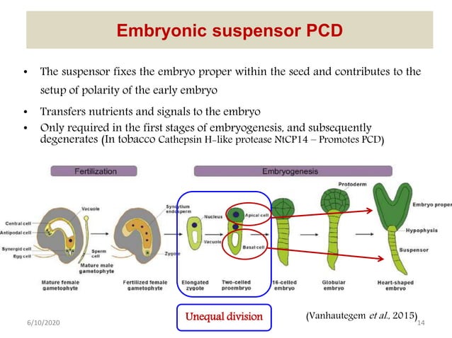 Programmed cell death (pcd) in plants | PPTX